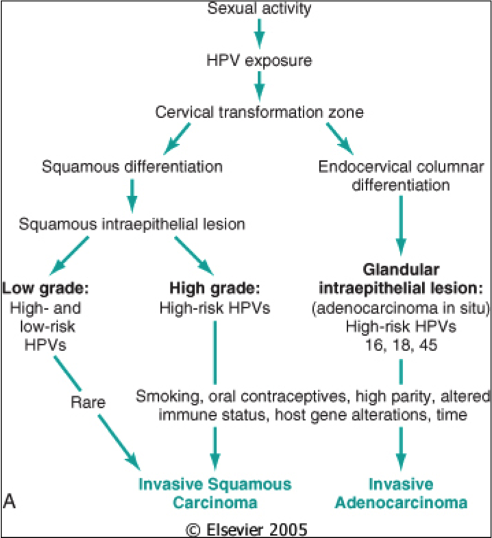 Natalie's Science Blog: Cervical cancer