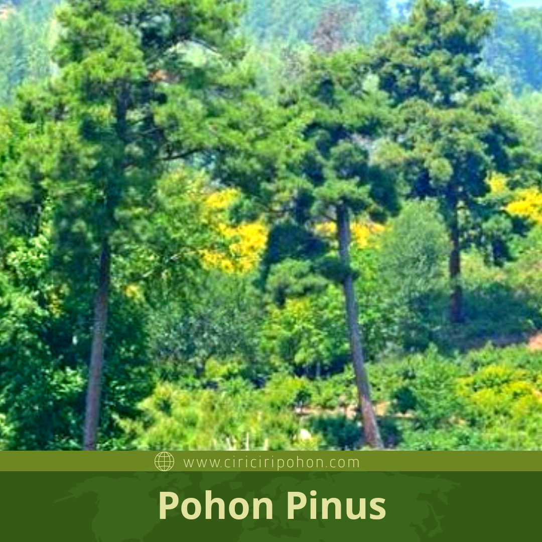 Pohon Pinus Brutia, Penghasil Madu Pinus dan Bahan Baku Kertas ...