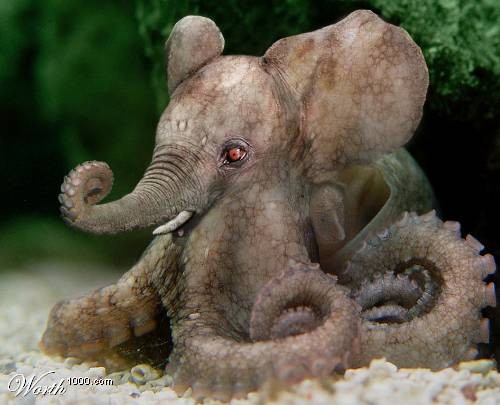 RPG Indesign Hobbyist: Fantastic Wildlife