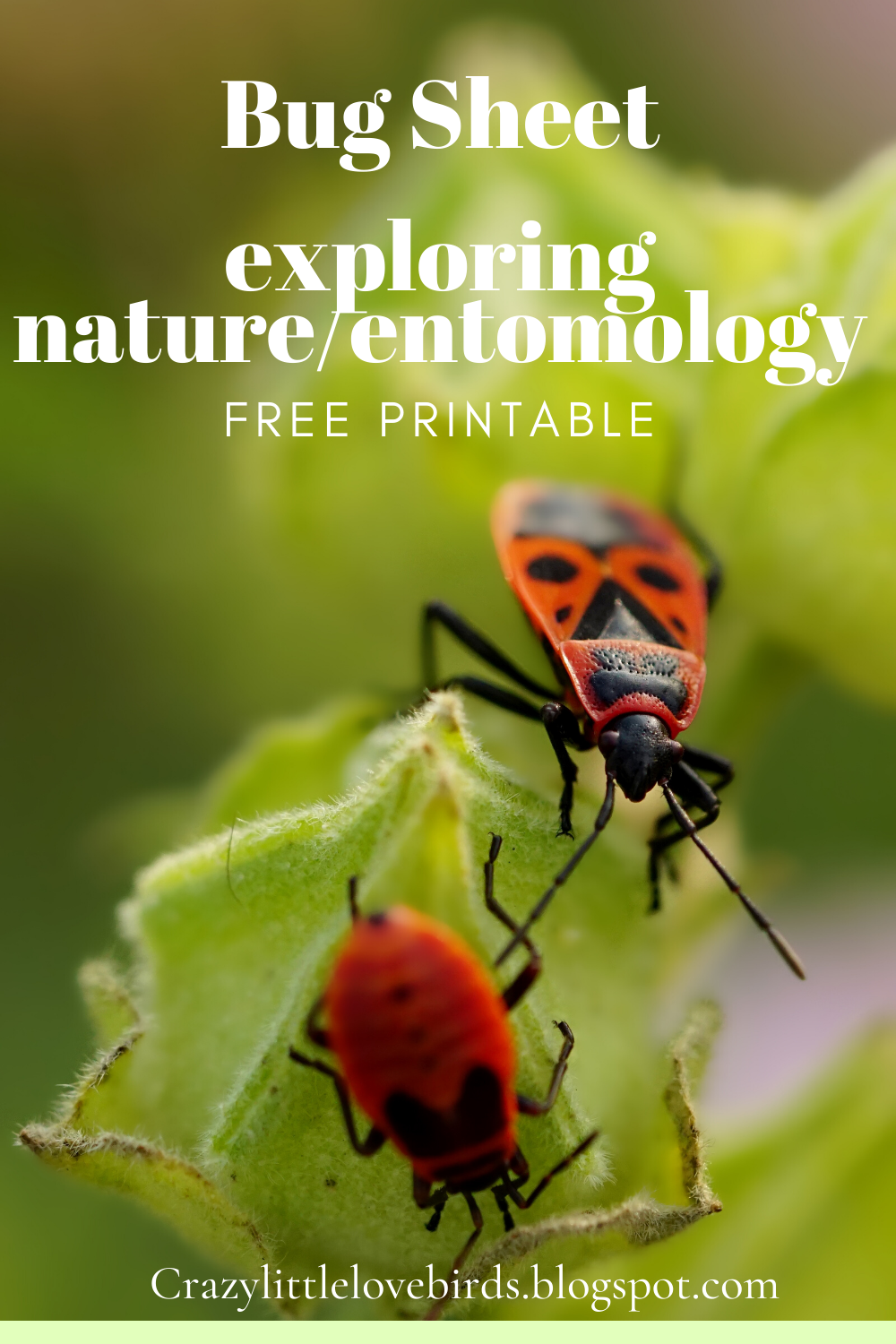 Bug Sheet [exploring nature/entomology] Free printable