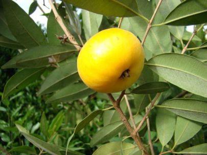 MIRANDA-MS PARAÍSO ECOLÓGICO E CULTURAL: FRUTAS NATIVAS DA REGIÃO DO ...