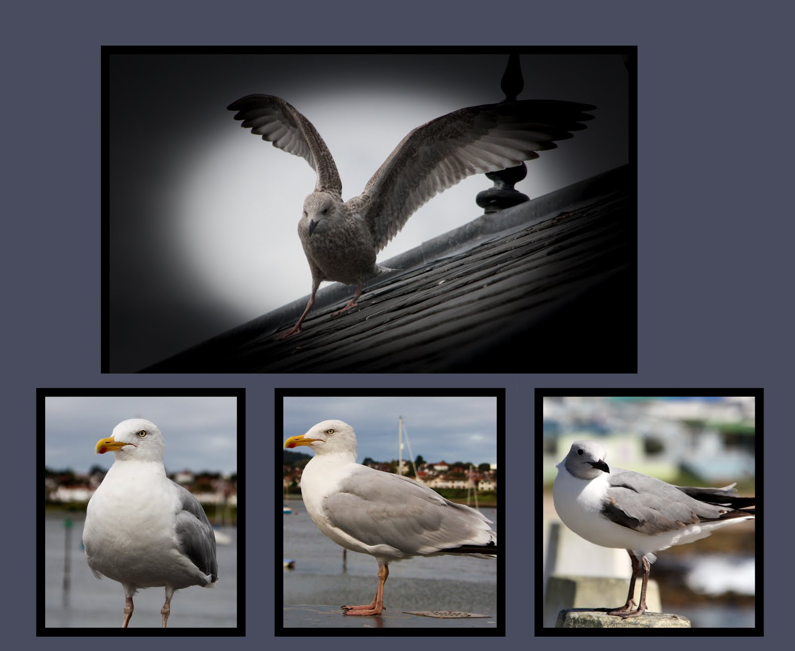 Bob Smith Photography: Seagulls