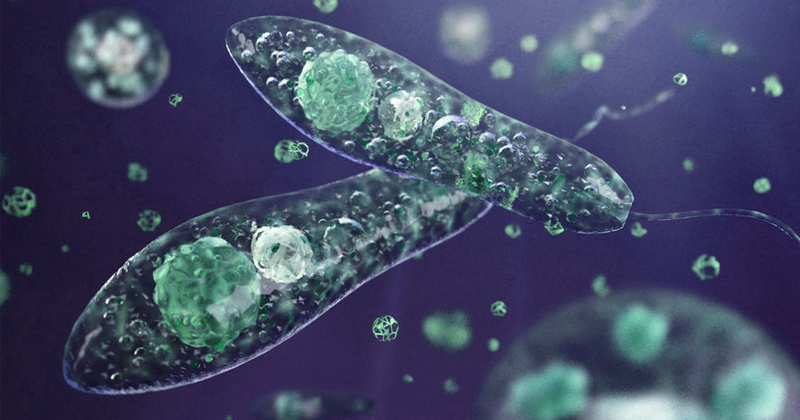 Pras Academy - SMP: Klasifikasi Makhluk Hidup: Dunia Protista