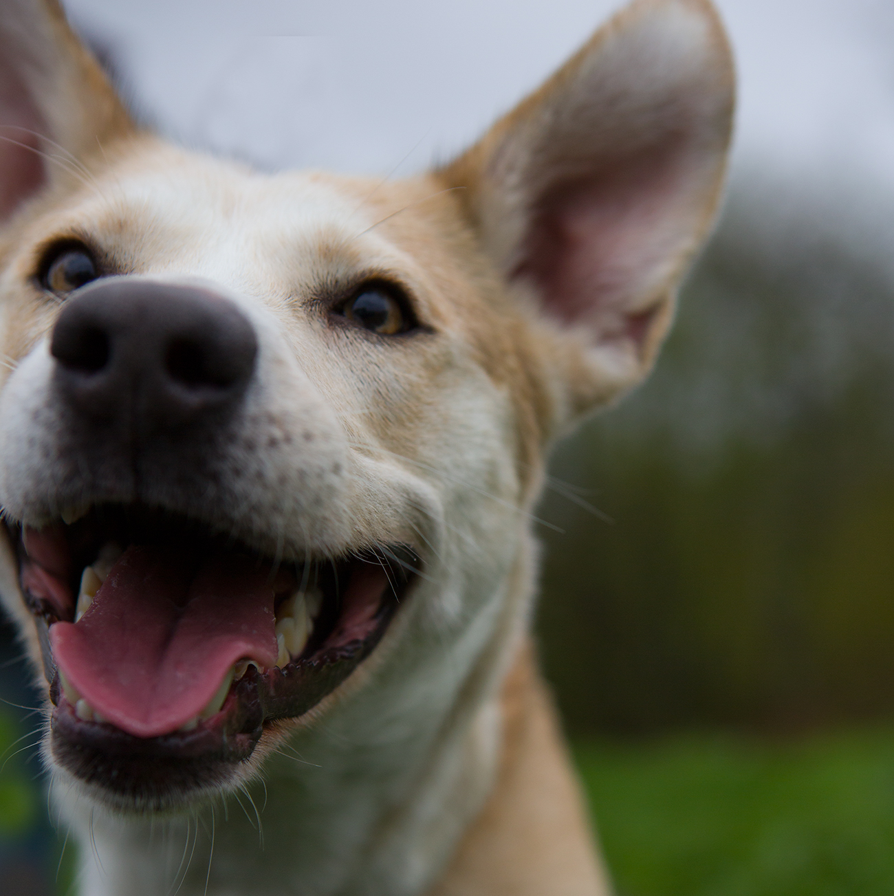 Shelter Dogs of Portland