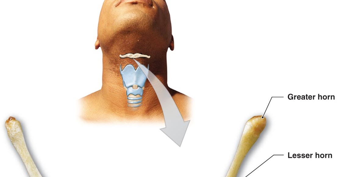 hyoid.jpg