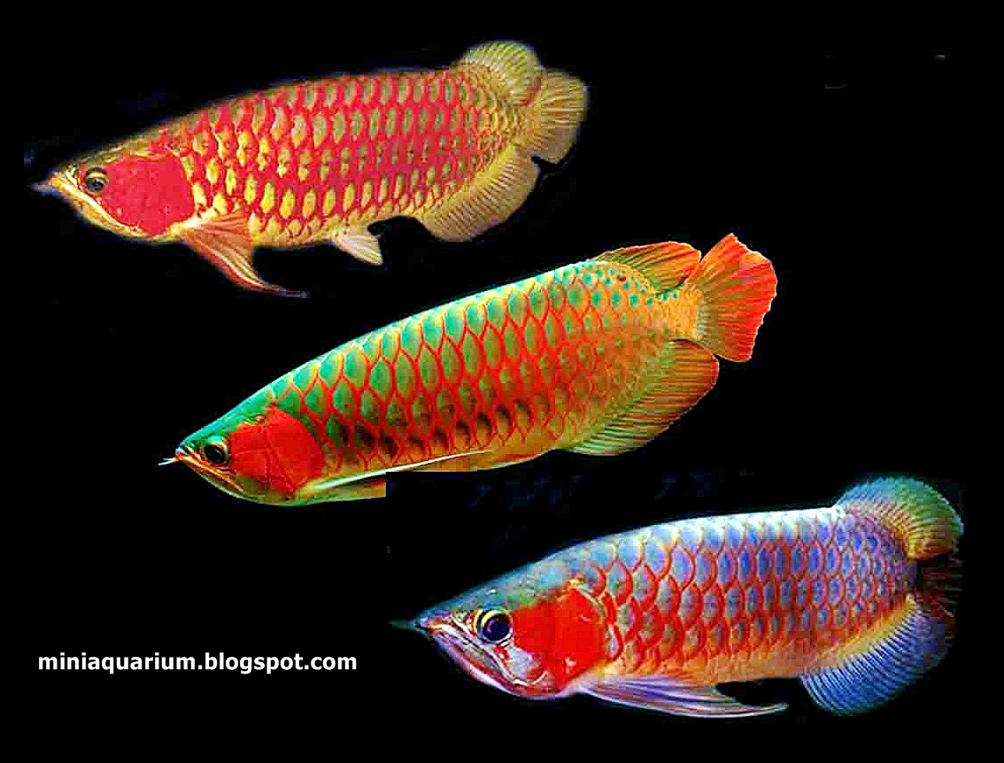 Sukses Merawat Arwana