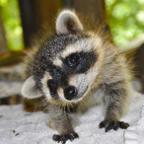 RAKUNI ( RACCOON ),predivni i nestašni rakuni uveseljavaju nas svojim ...