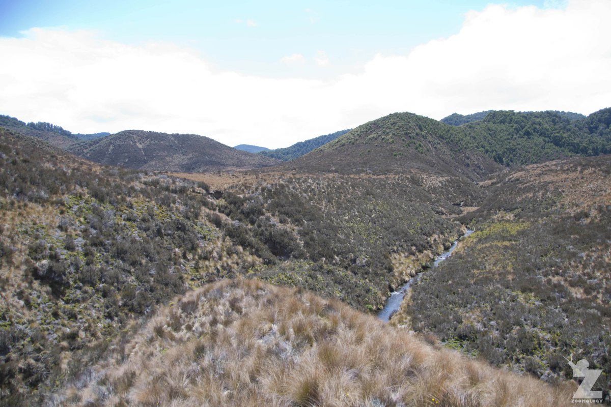 Tramping in the New Zealand backcountry: NZ Bush Adventures: Historic ...