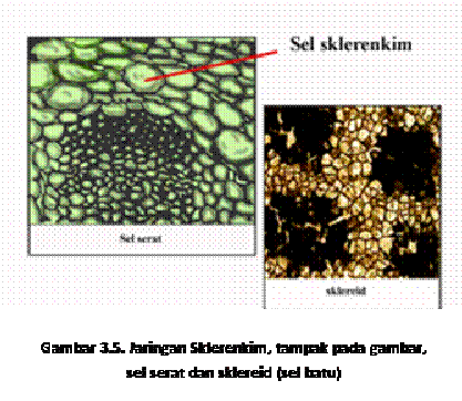 MAKE BIOLOGY FUN: ANATOMI DAUN