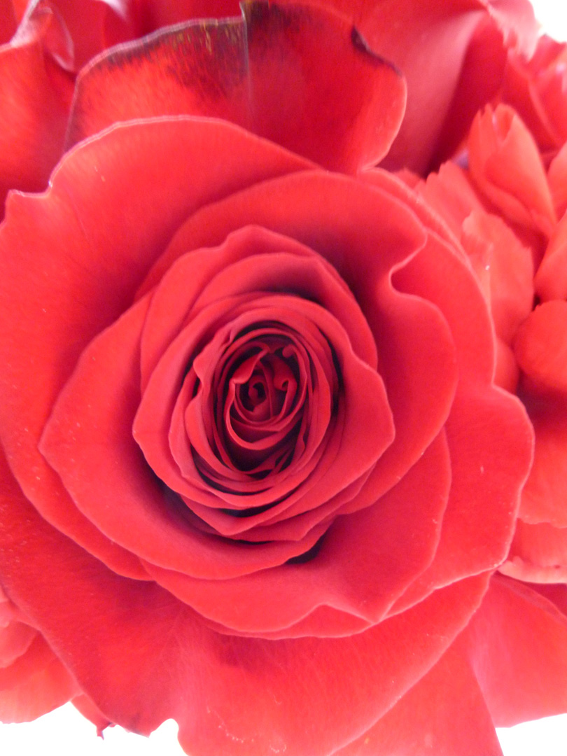 Always Springtime Flowers: Ravishing Red Wedding Flowers