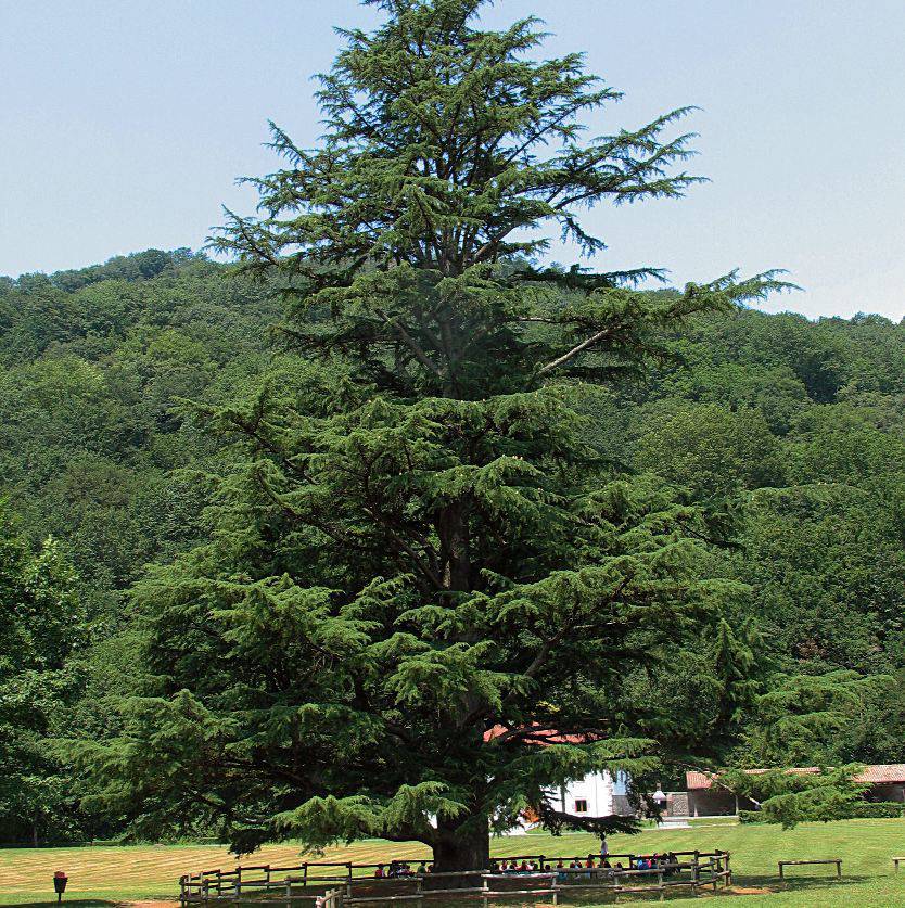 Viveros El Bosque: EL CEDRO