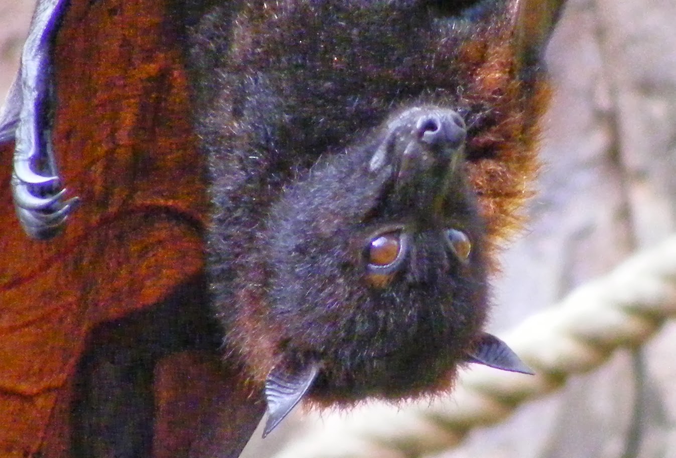 Safari Mike: Malayan Flying Foxes