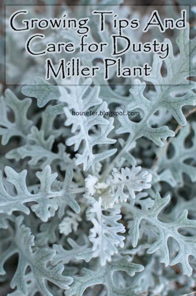 Growing Tips And Care for Dusty Miller Plant