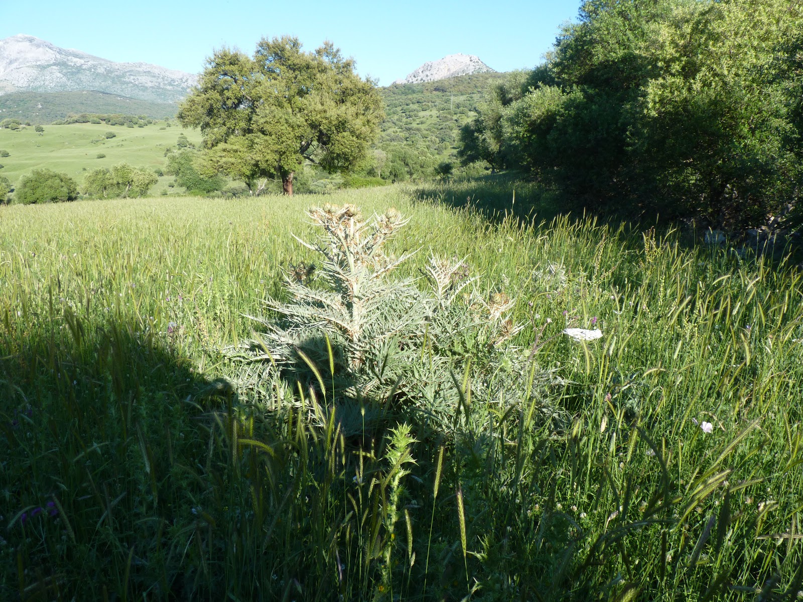 Ubrique en verde: Fuentes III. La Matilla