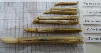 Kerang Pisau; Klasifikasi, Morfologi, Habitat Dll - Melek Perikanan