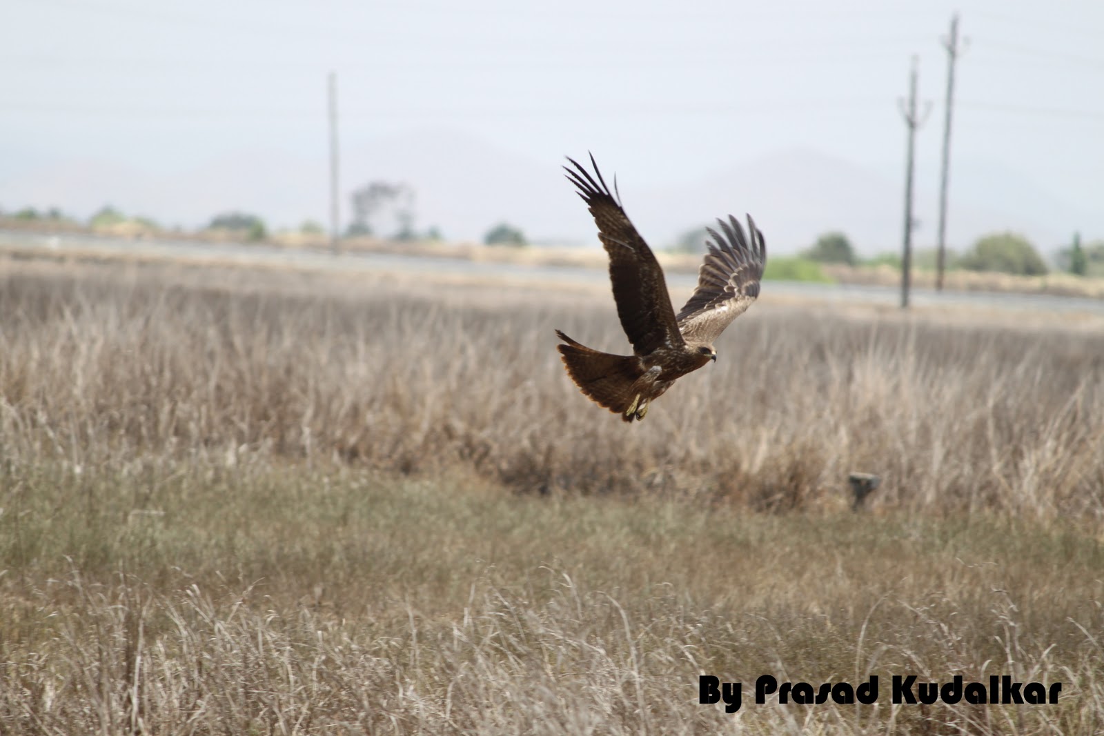 Wild Life Photography in Maharashtra: Birds in Maharashtra