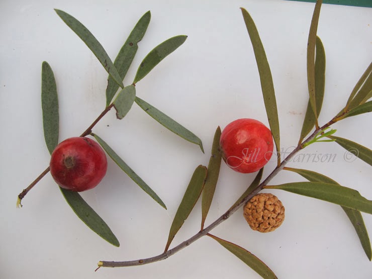 Quandong