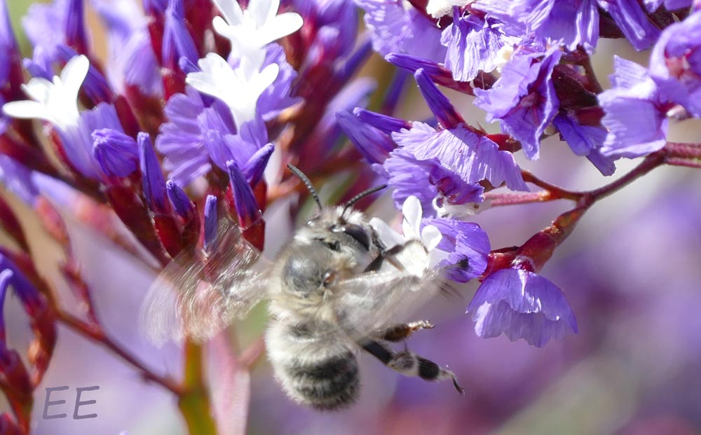 Mallorca es así también: Insectos de primavera en el jardín
