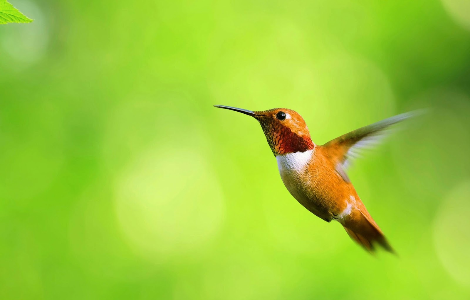 Hummingbird Wallpaper