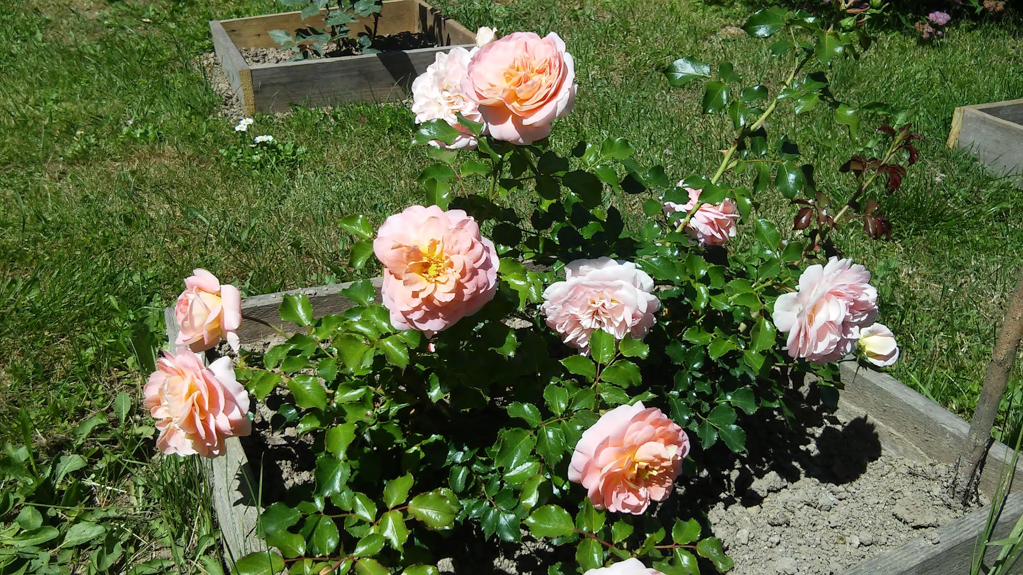 Ranczo Elma: Róża (Rosa) Concerto 94