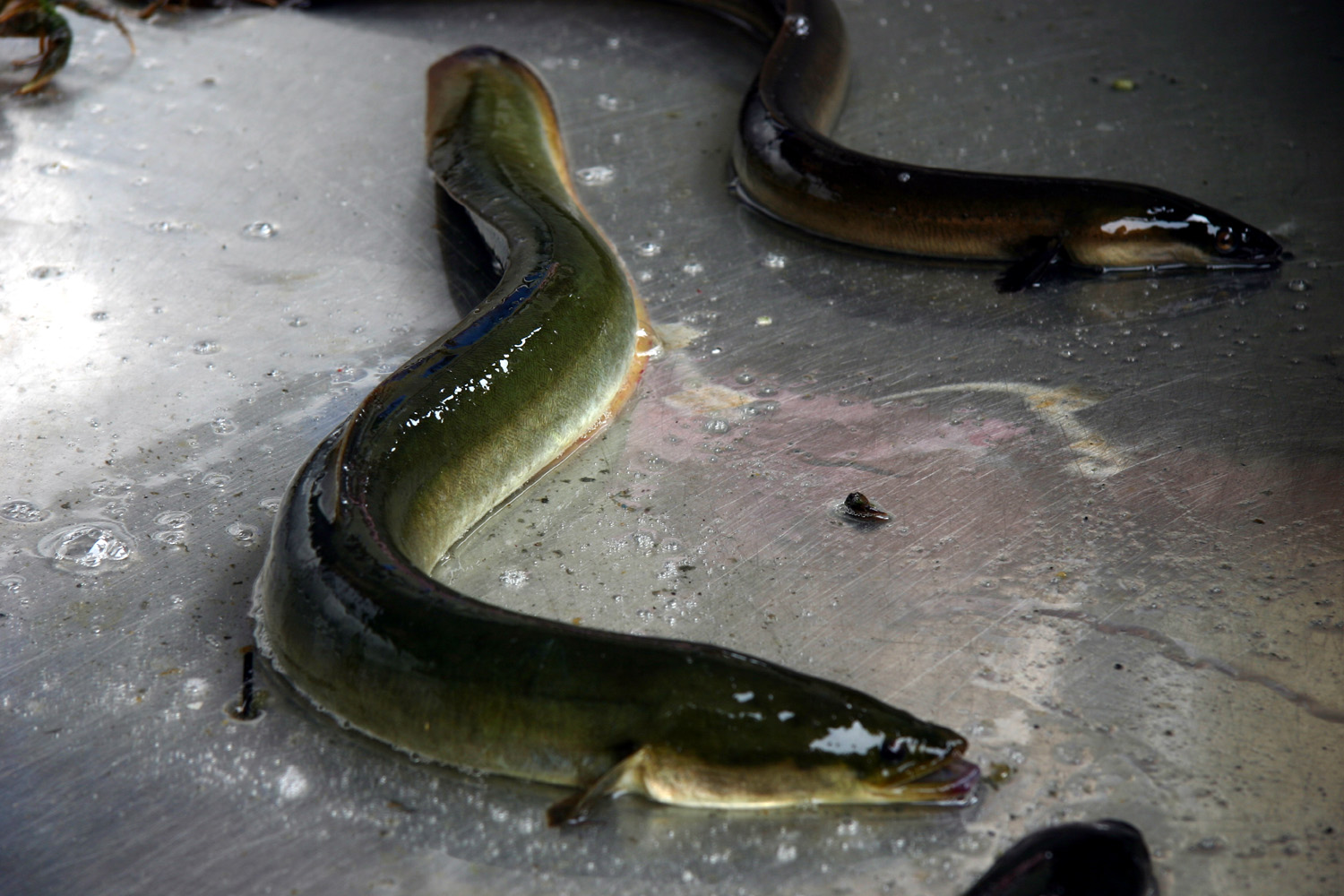La ánguila pasa de "pepita de oro" a animal en extinción.