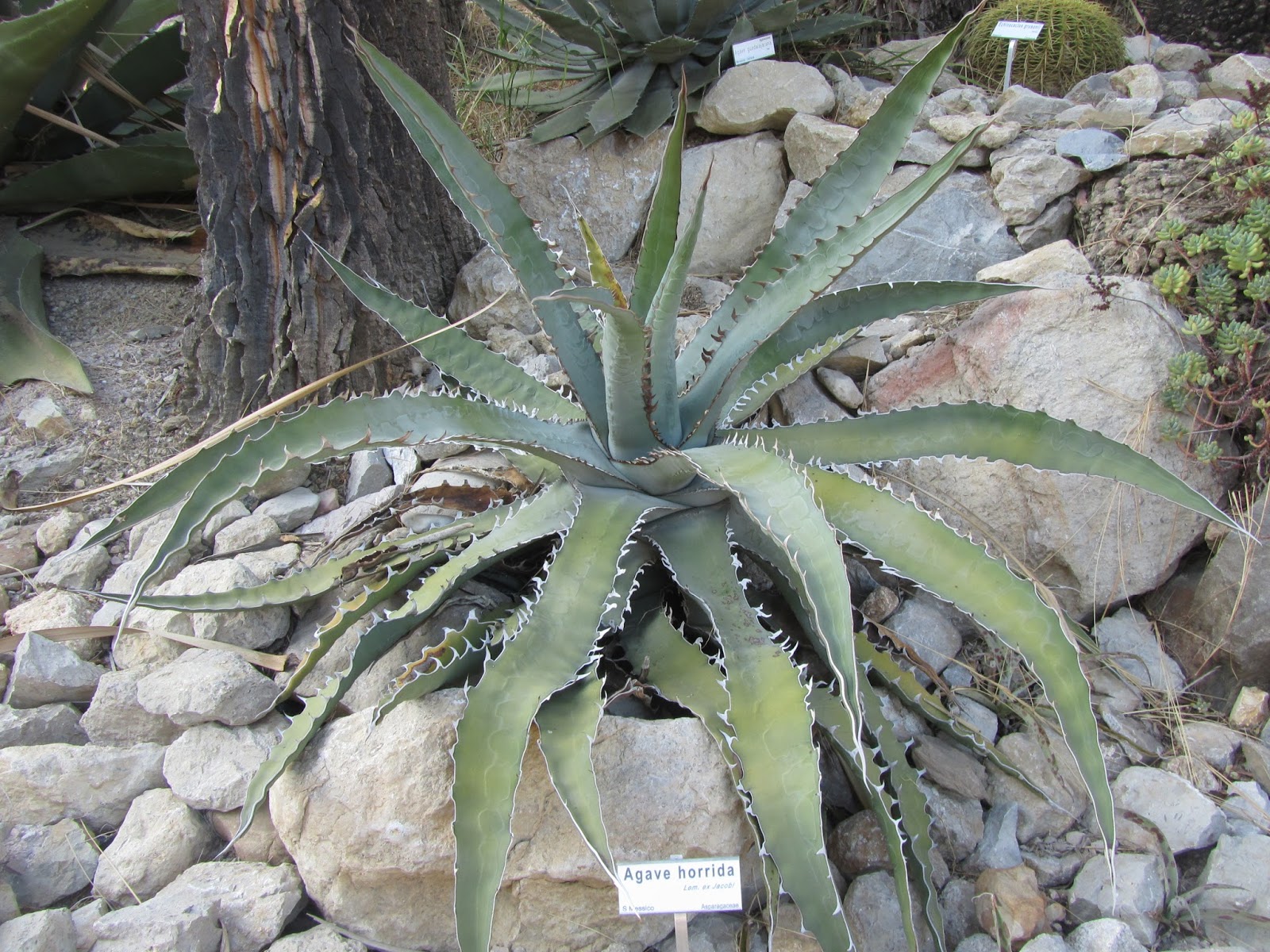Agave : Come Riconoscere le Diverse Specie - Con Foto e Descrizione ...