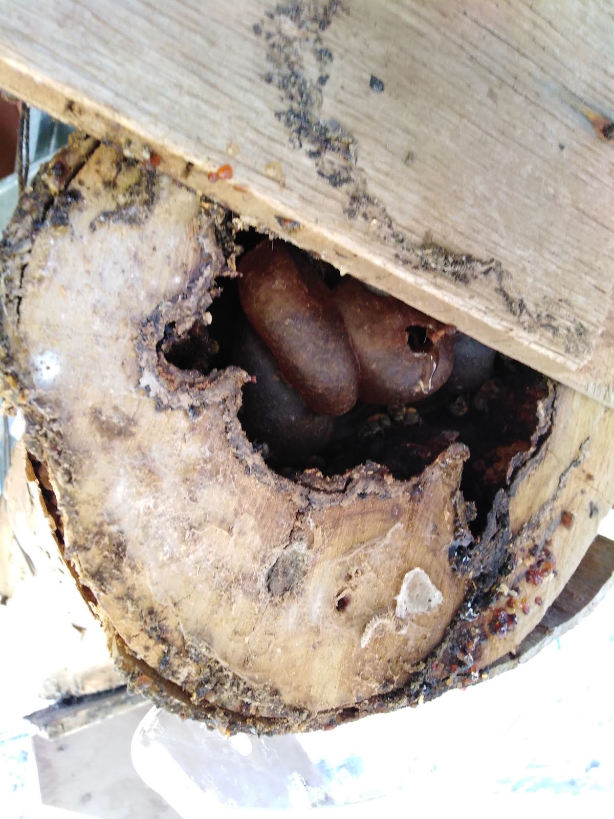 Especies de abejas pertenecientes a la tribu Meliponini