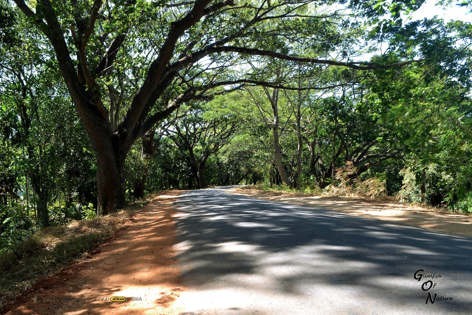 Journey Through Wilderness