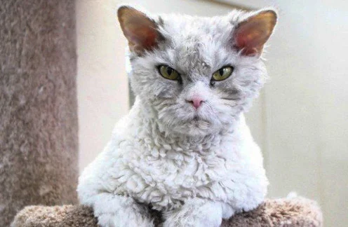 Cat Chit Chat: "Pompous Albert" Is a Purebred Haughty Version of Grumpy Cat