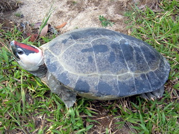 The Beauty Of Painted Batagur Turtle
