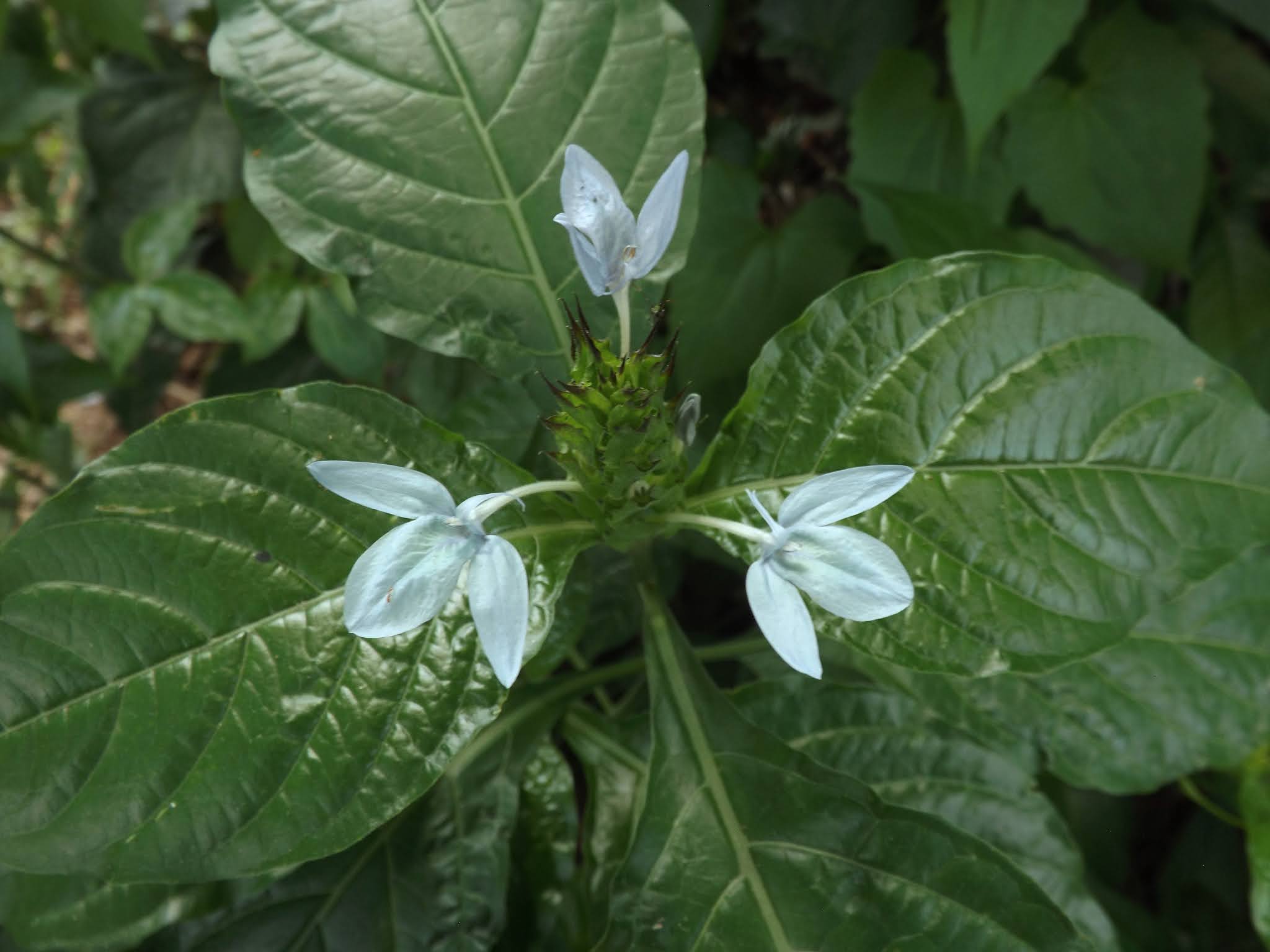 Nilambori or Blue fox tail, Ecbolium viride