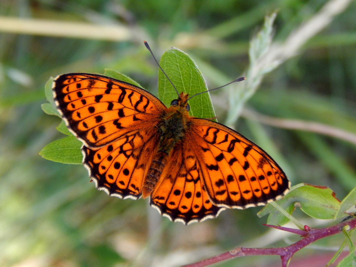 anta | Photography: Leptiri Srbije