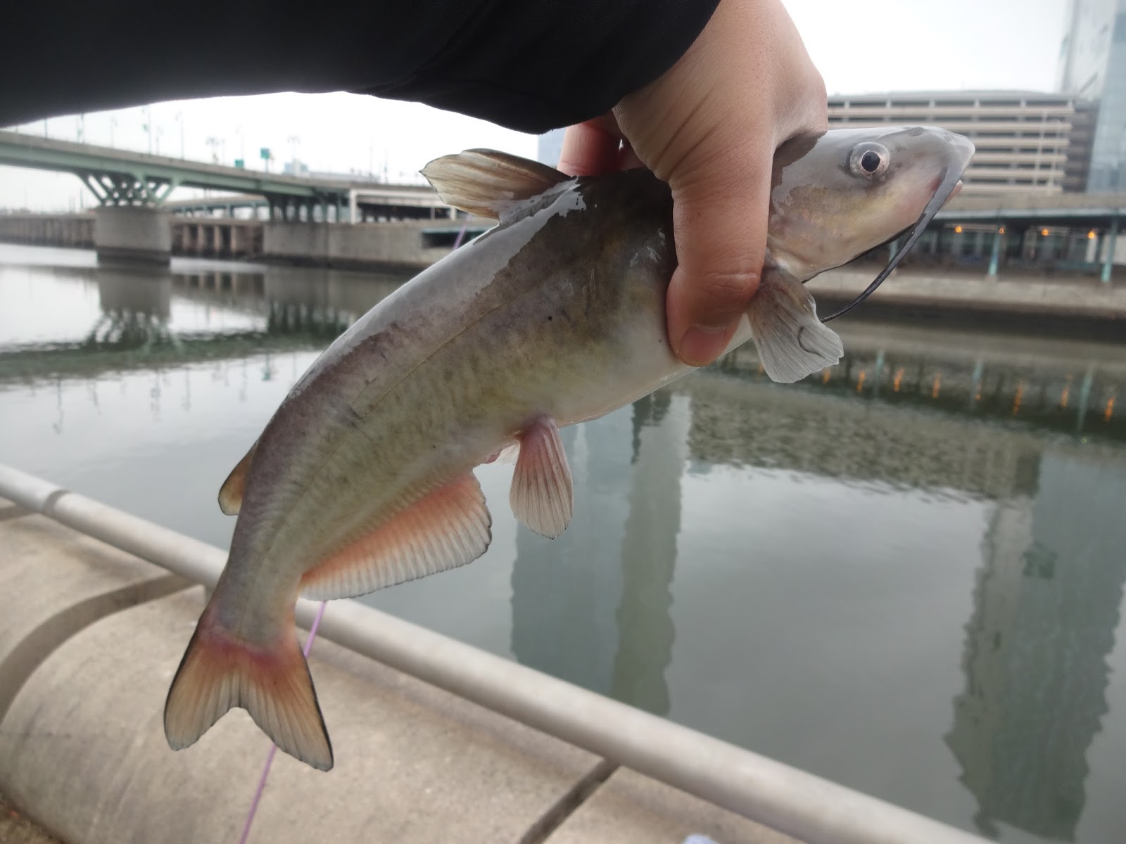 Extreme Philly Fishing: Fishing for Meowfish on the Schuylkill River ...
