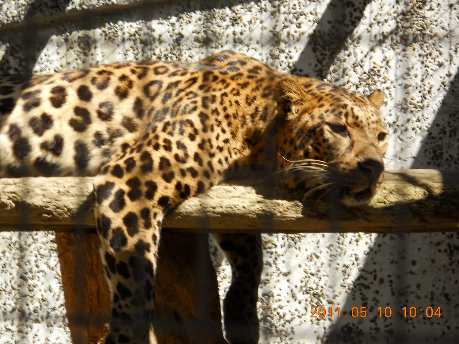 Thom Zehrfeld Photography : West Coast Animal Park | They're Just Plain ...