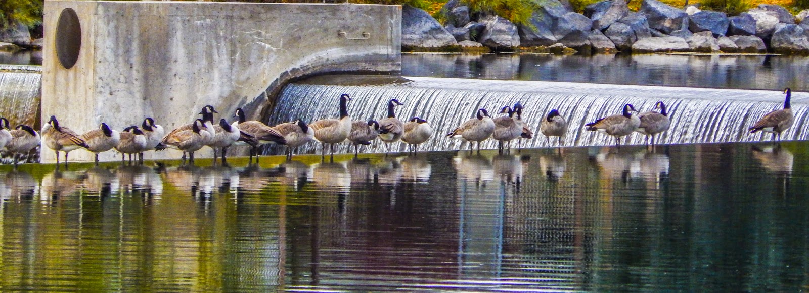 Walking Arizona: Geese in a Line