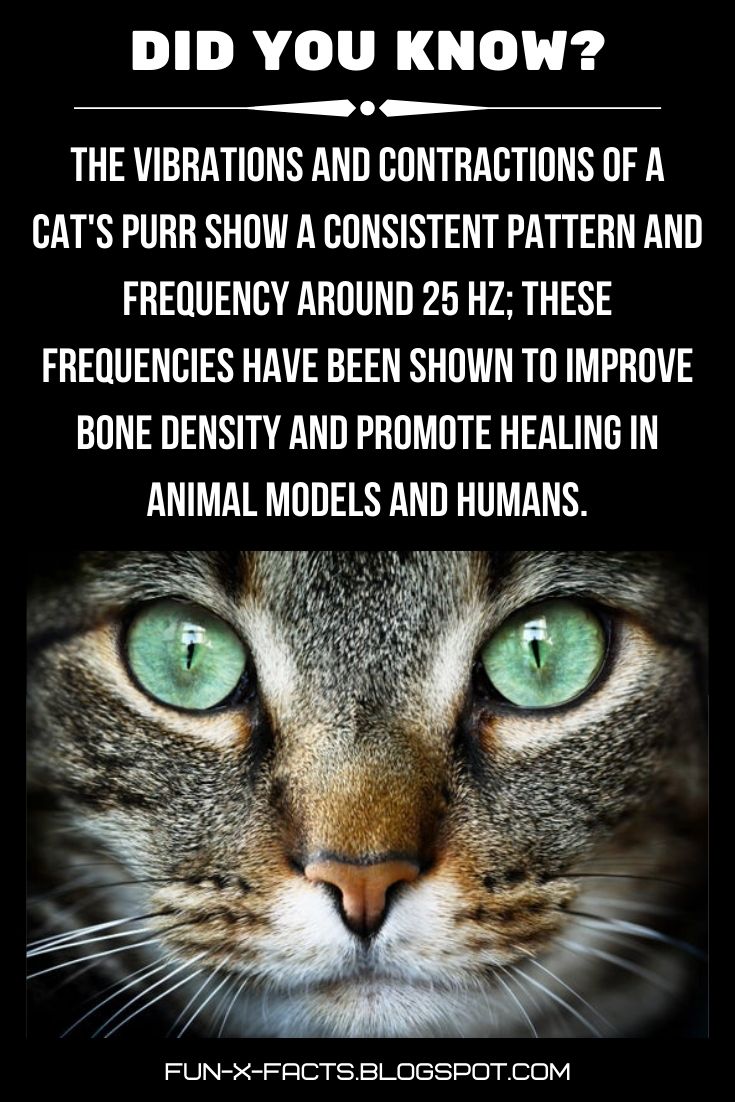 Cat's purr improve bone density and promote healing in animal models ... Cat's purr improve bone density and promote healing in animal models ...