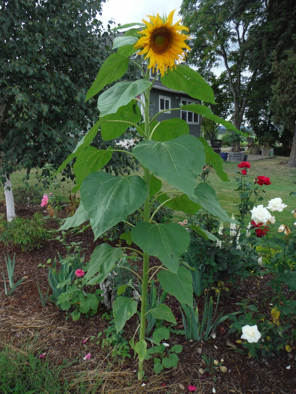 Little Farm by the Mount