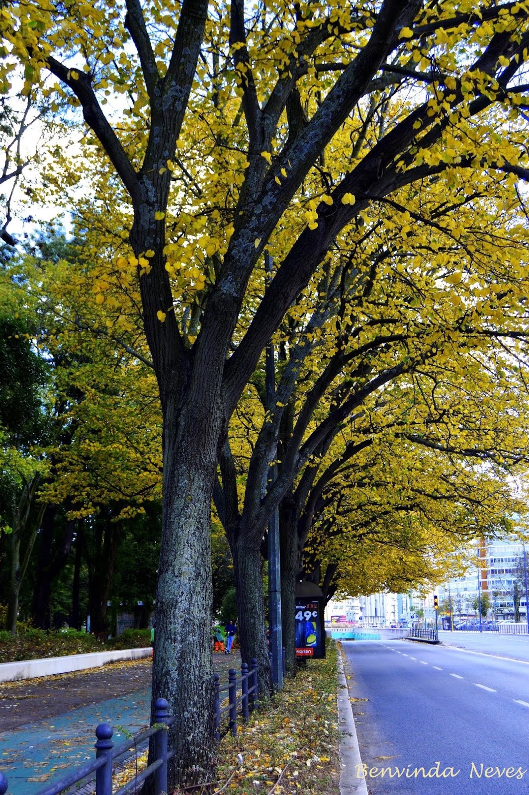 "Sua Maldade"...: Beleza as Ruas do Campo Grande...