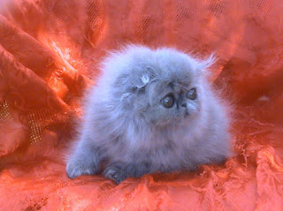 Haggins Cattery: Perfold (experimental breed)