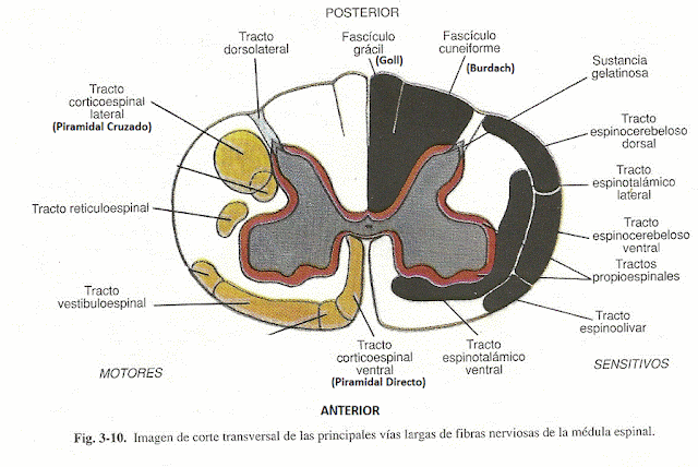 El rincón PSY: Sistema Nervioso Central: Médula espinal.