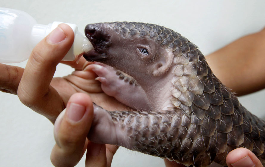 ENCYCLOPEDIA OF ANIMAL FACTS AND PICTURES: Pangolins