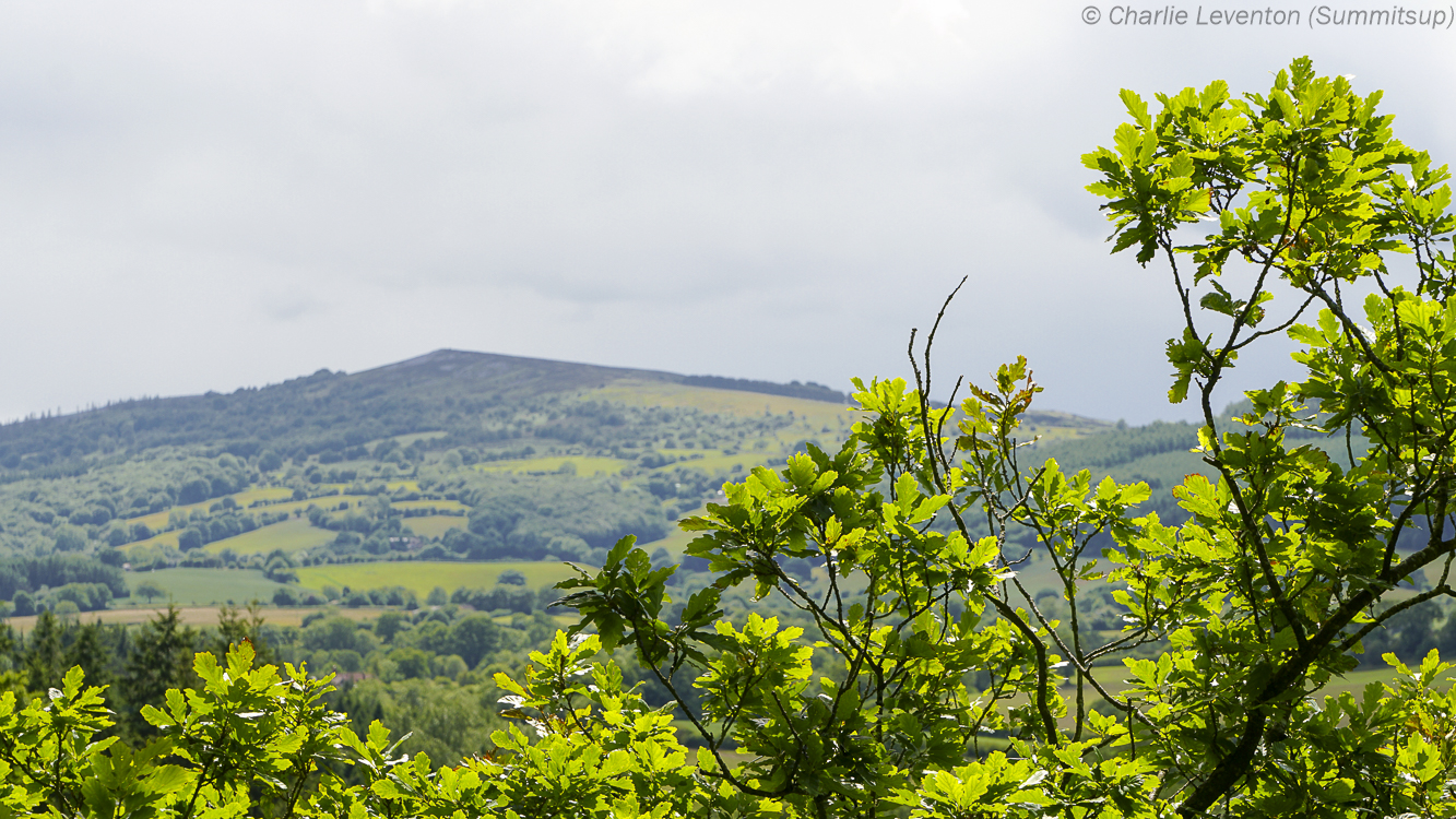 Summitsup: Oaks Wood and Habberley Brook
