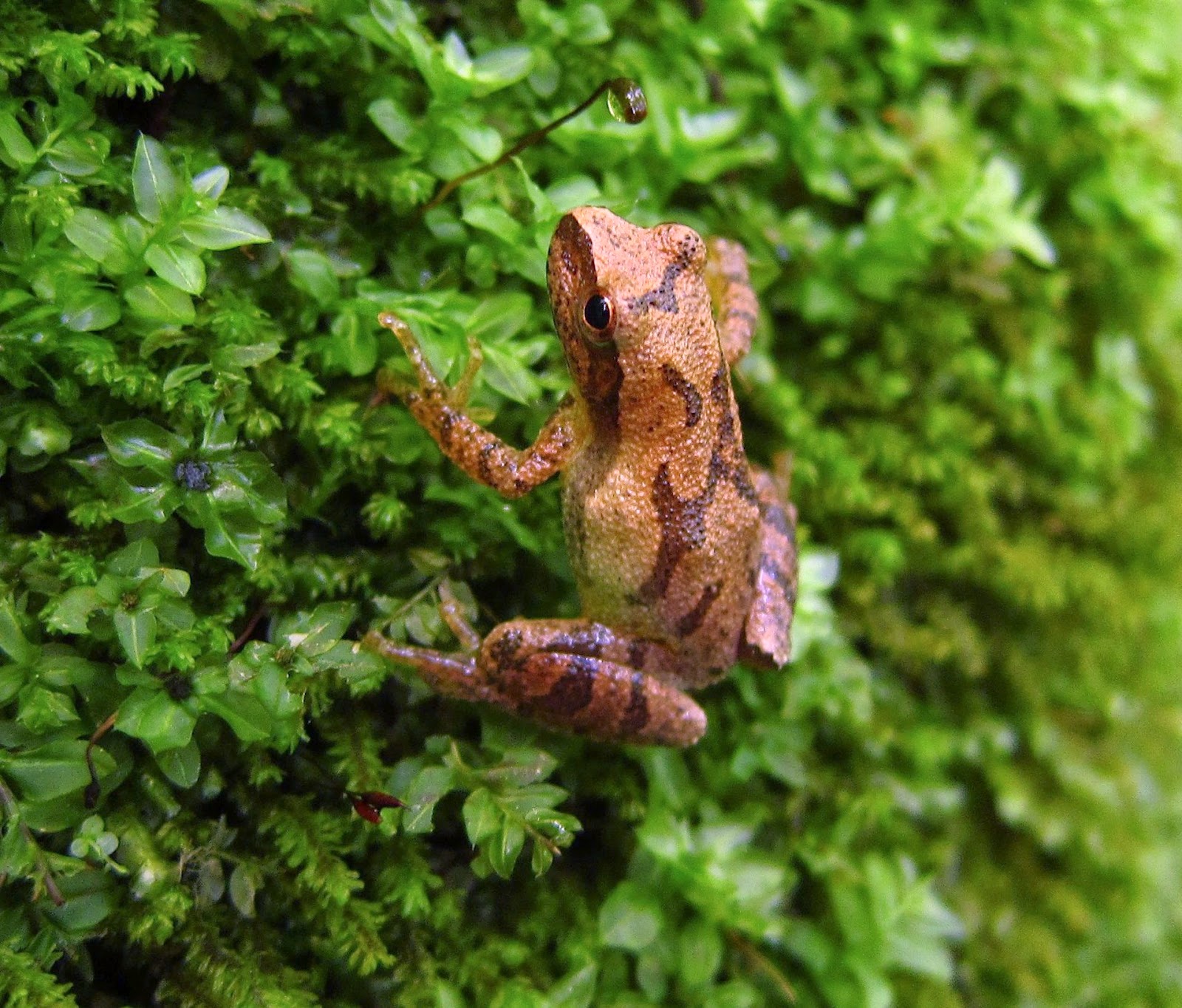 Saratoga woods and waterways: Hurray for Frogs!