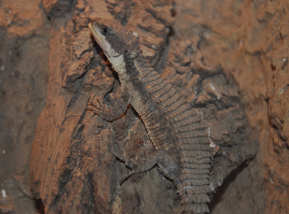 ZOOTOGRAFIANDO (6.096 ANIMALS): LAGARTO ACORAZADO / TROPICAL GIRDLED ...