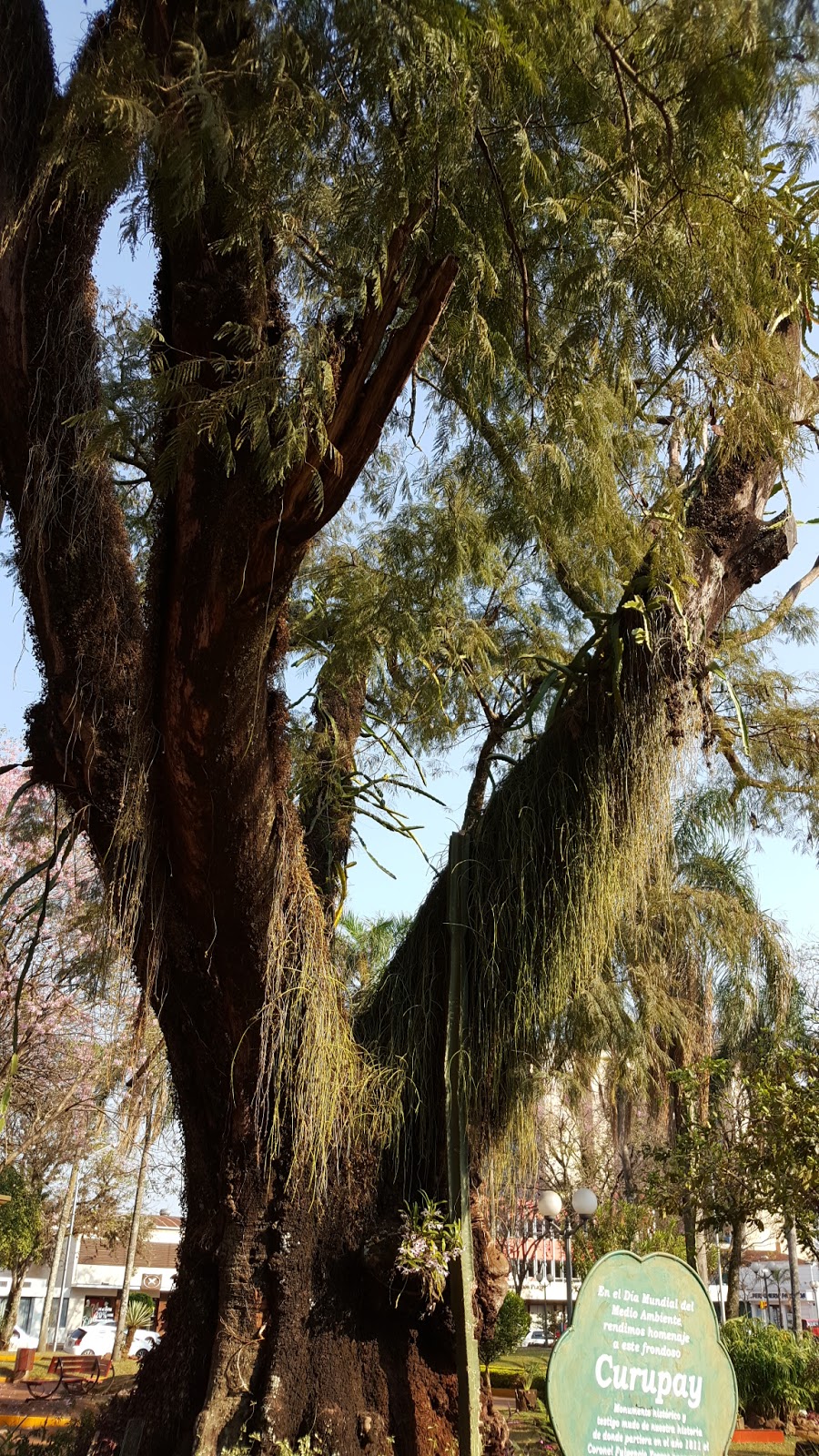 El Curupay, un testigo de nuestra independencia
