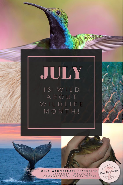 Wild Wednesday is back: Ontario wildlife conservation needs your help ...