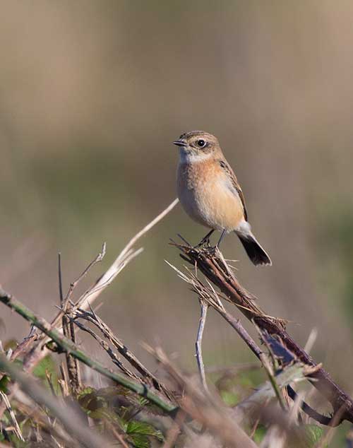Just Wild Images by Will Bowell: Stejneger's Stonechat in Norfolk