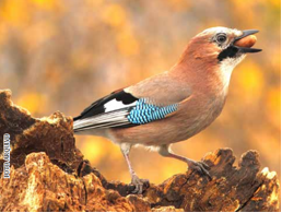 Baía da Lusofonia: Portugal – Gaios ajudam a reflorestar