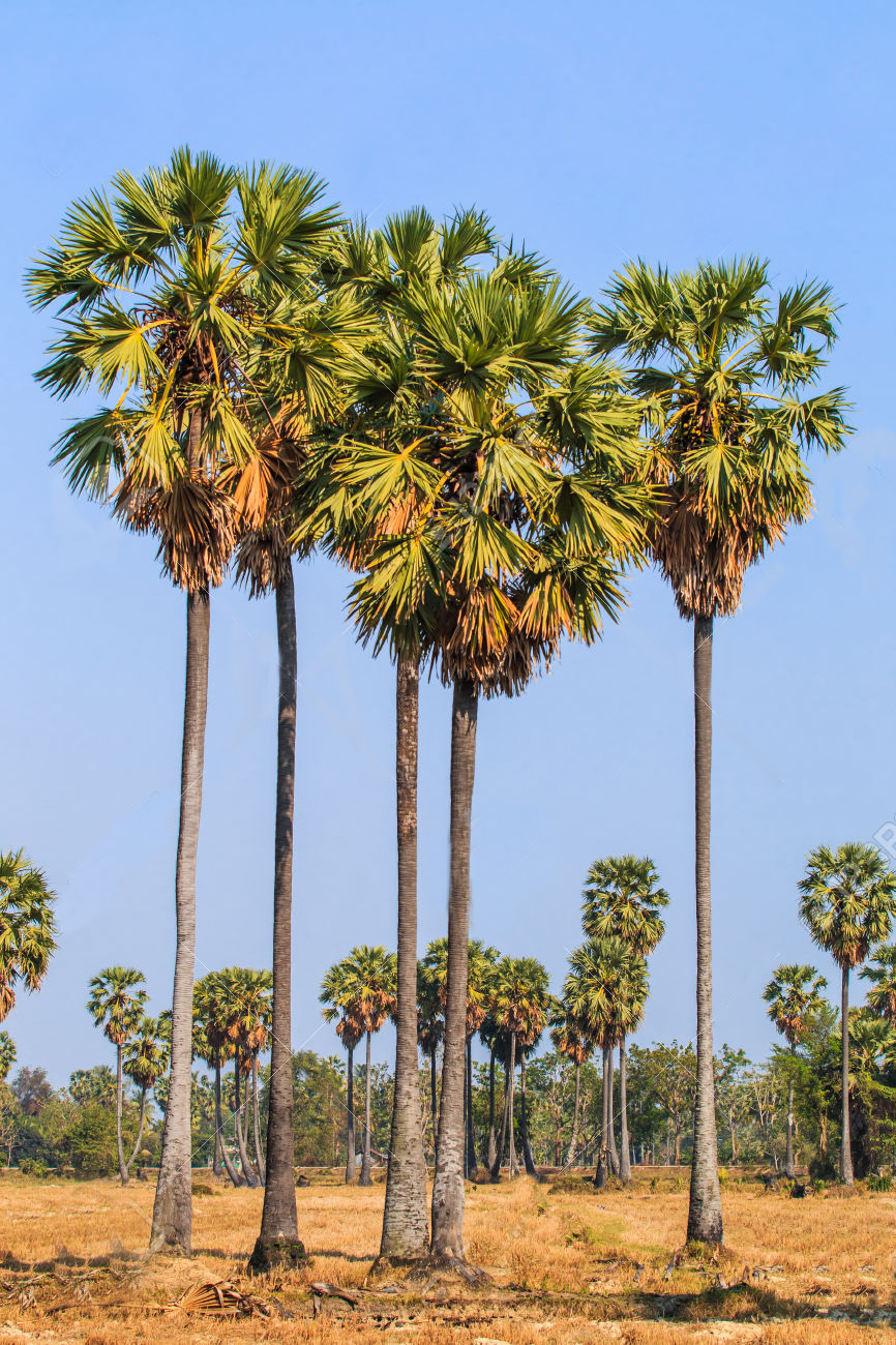 Koromcha | Precious Fruits of Bangladesh | Kamranga