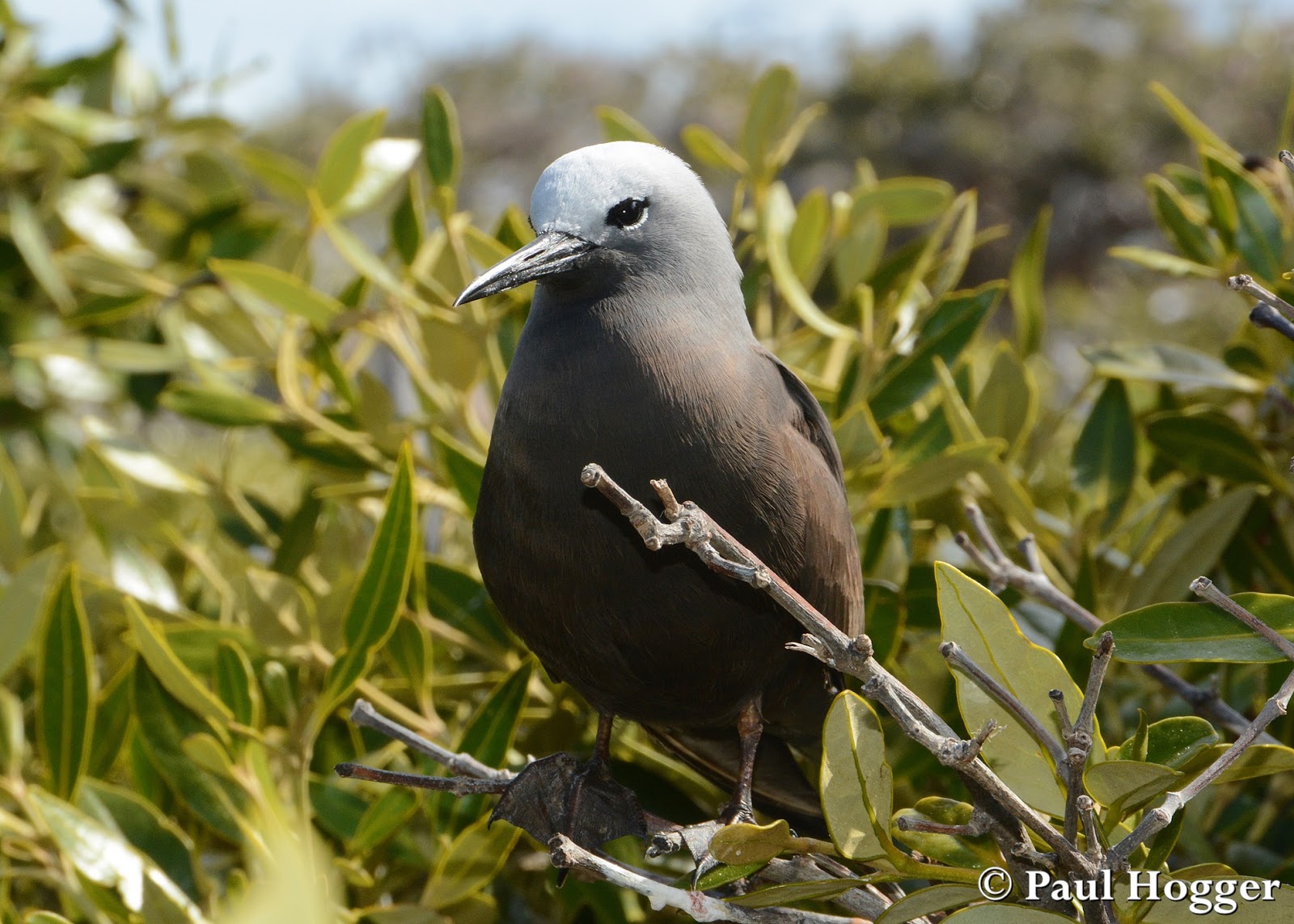 Lorelei's Adventures: Birds of Western Australia